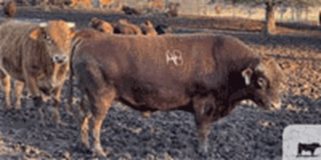 Listings Cattle Range