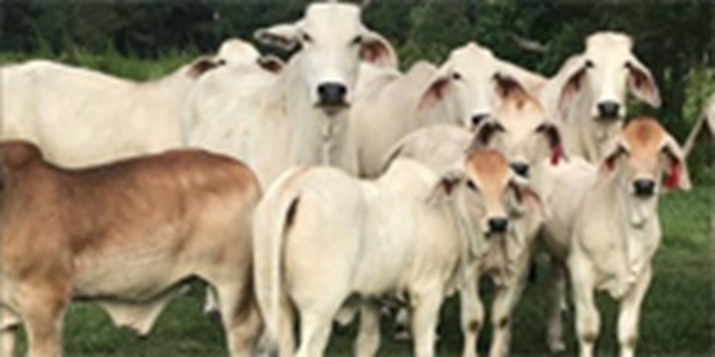 Listings Cattle Range