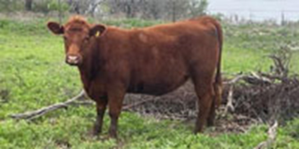 Listings Cattle Range