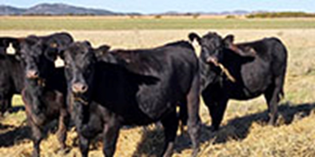 25 And Up Cattle Range