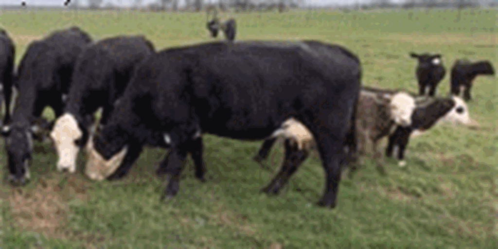 Listings Cattle Range