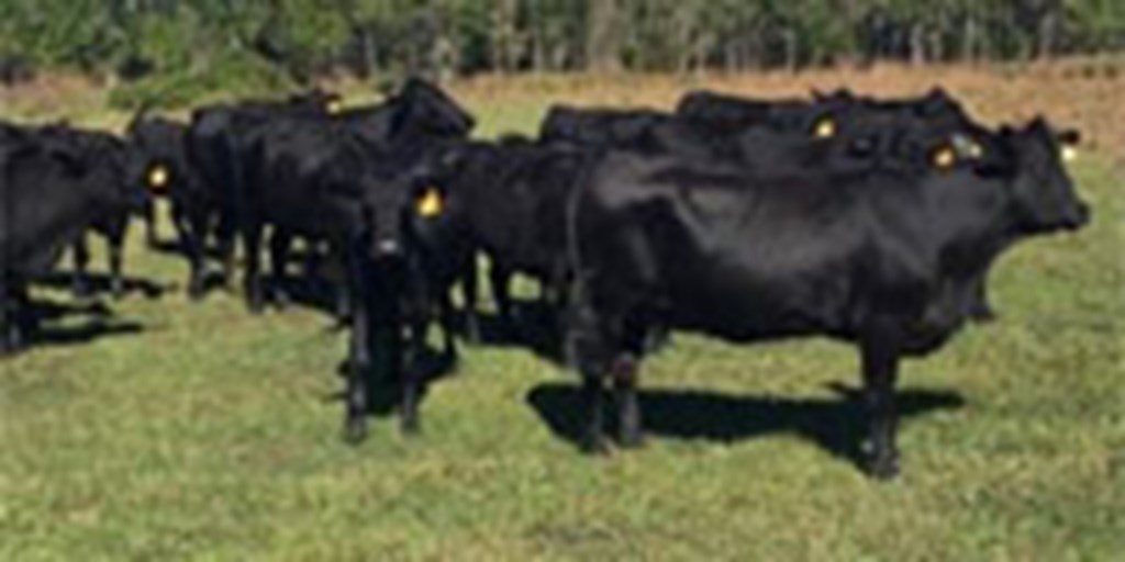 25 And Up Cattle Range