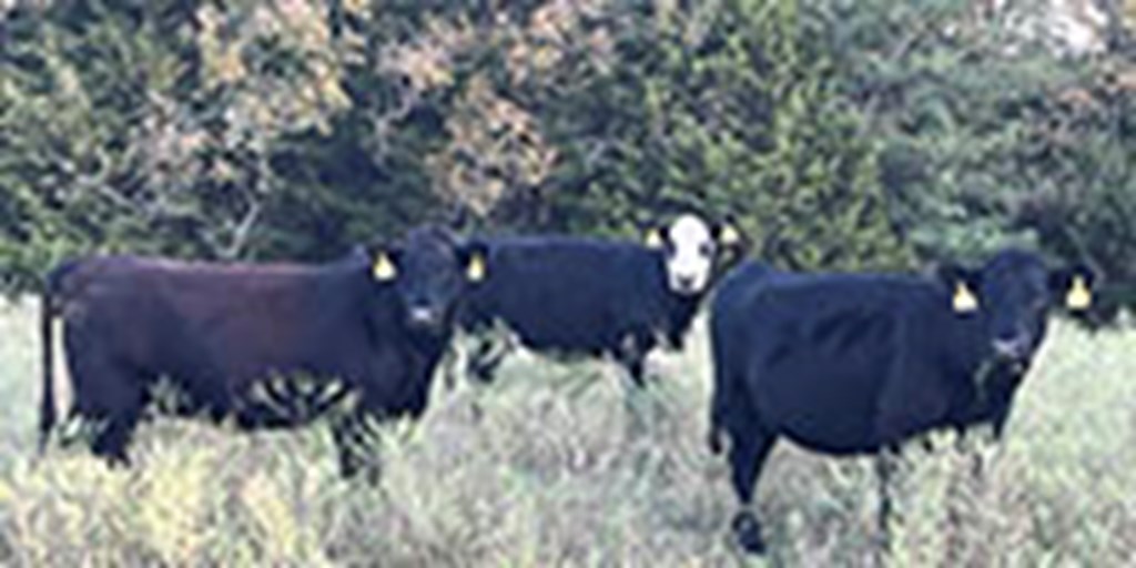 Listings Cattle Range