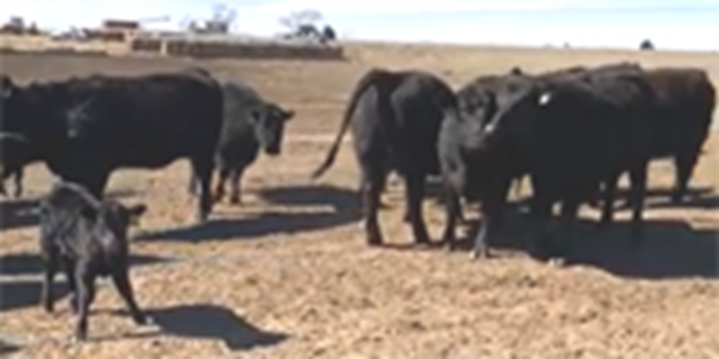 Listings Cattle Range