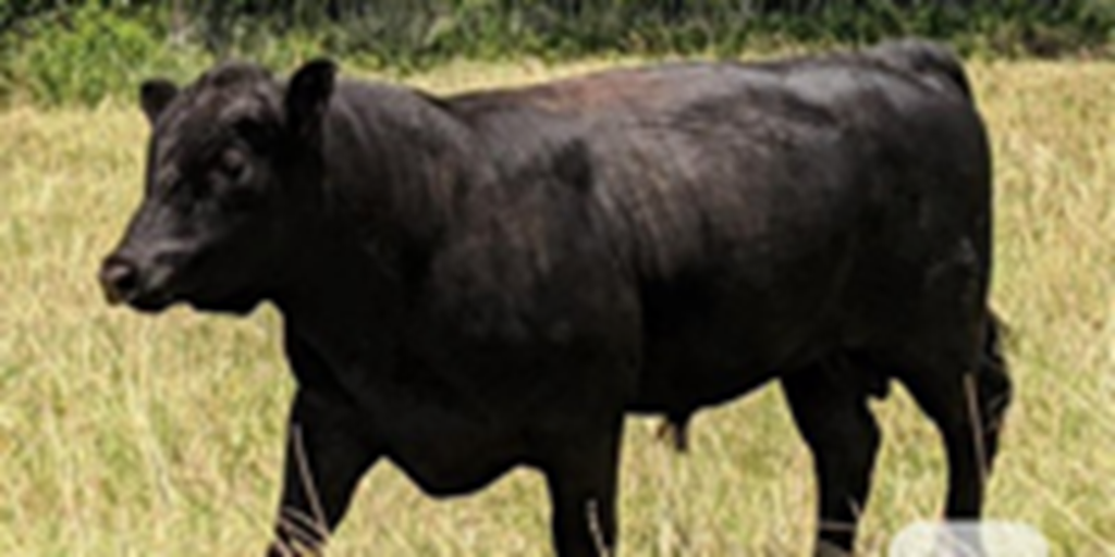 Listings Cattle Range