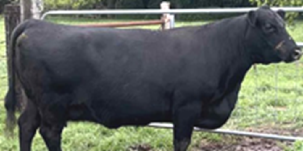 Listings Cattle Range