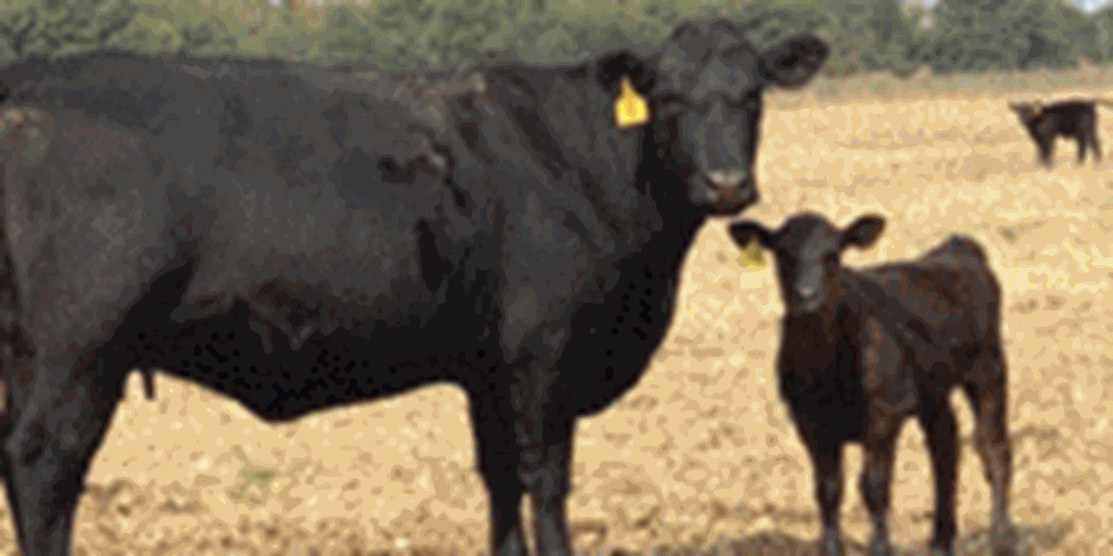 25 And Up Cattle Range