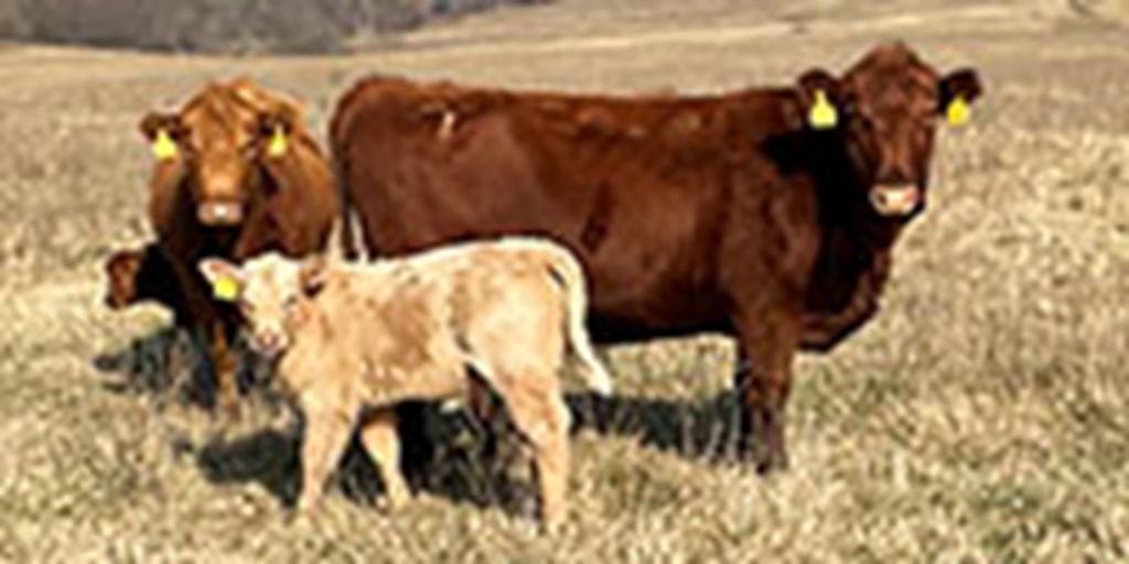 Listings Cattle Range