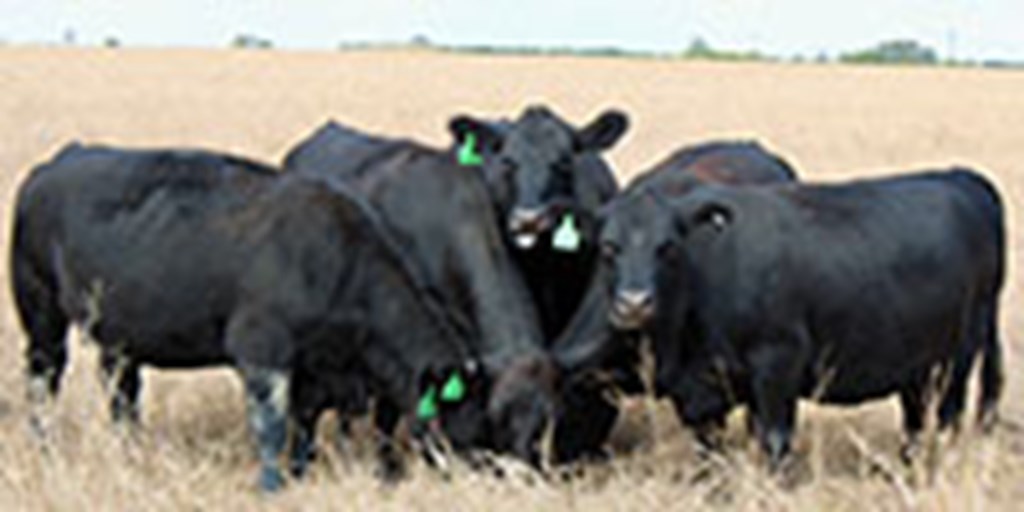 Listings Cattle Range