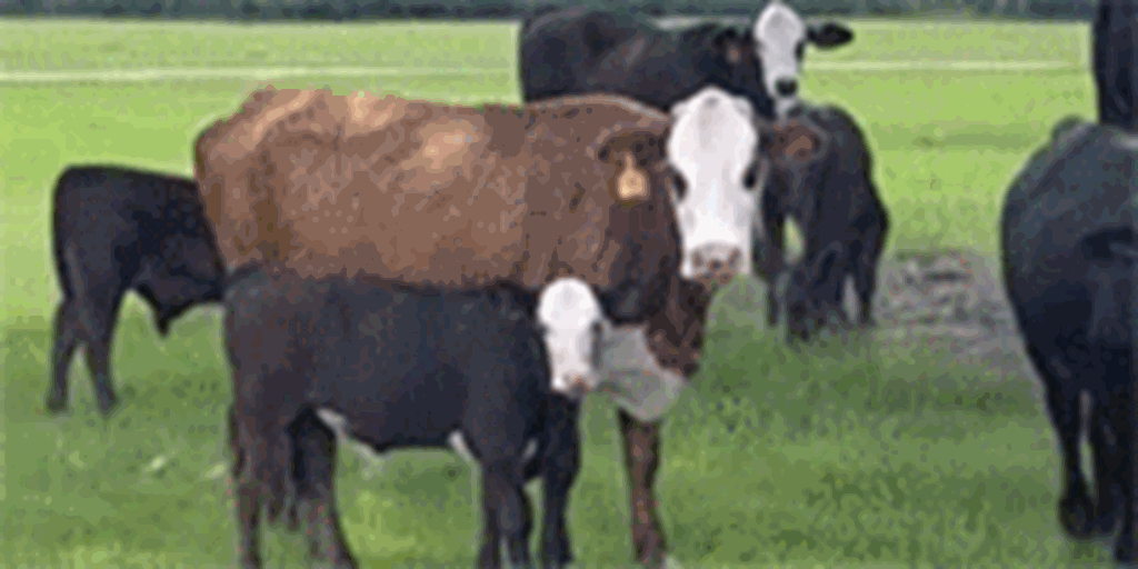 25 And Up Cattle Range