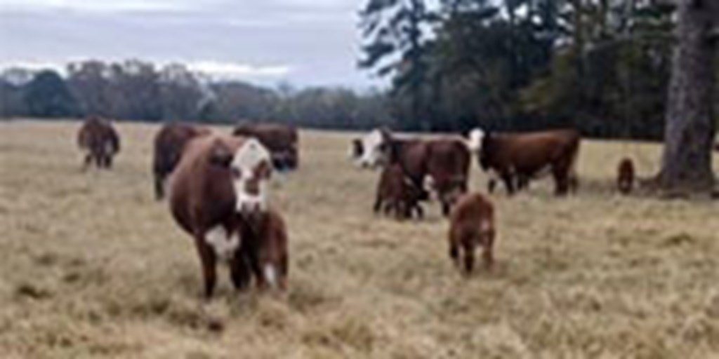 Listings Cattle Range