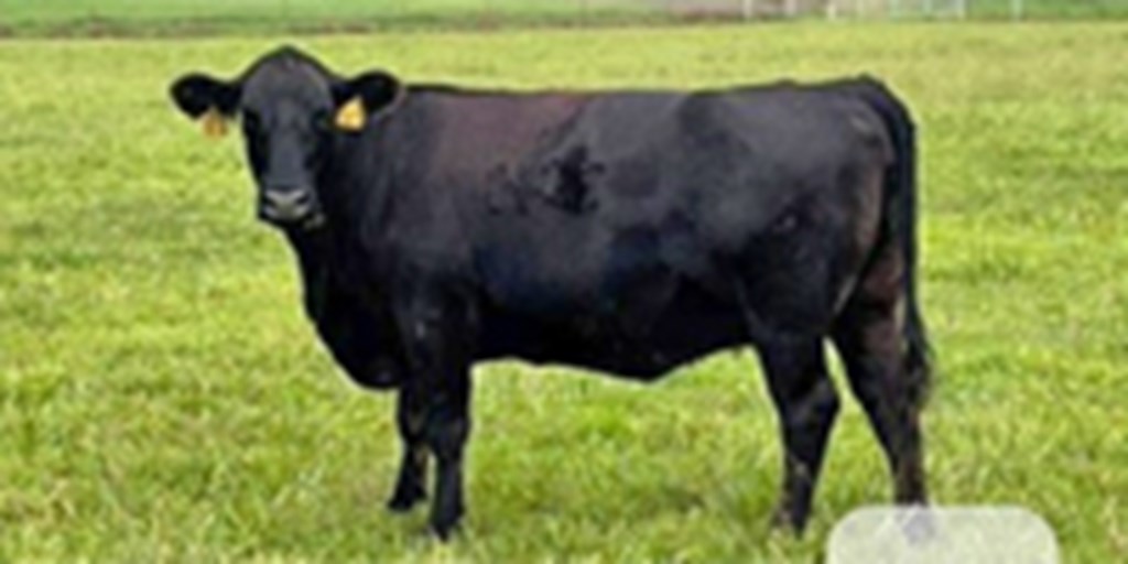 Listings Cattle Range