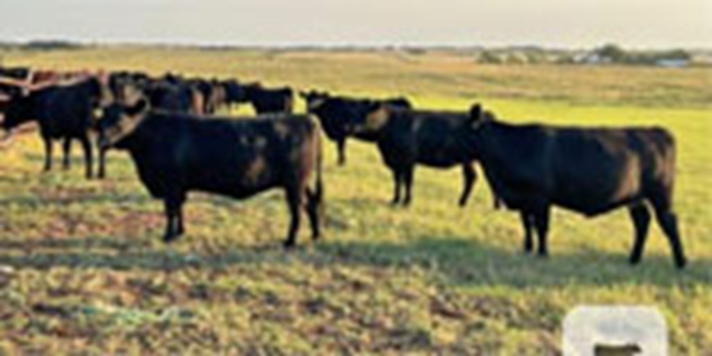 25 And Up Cattle Range