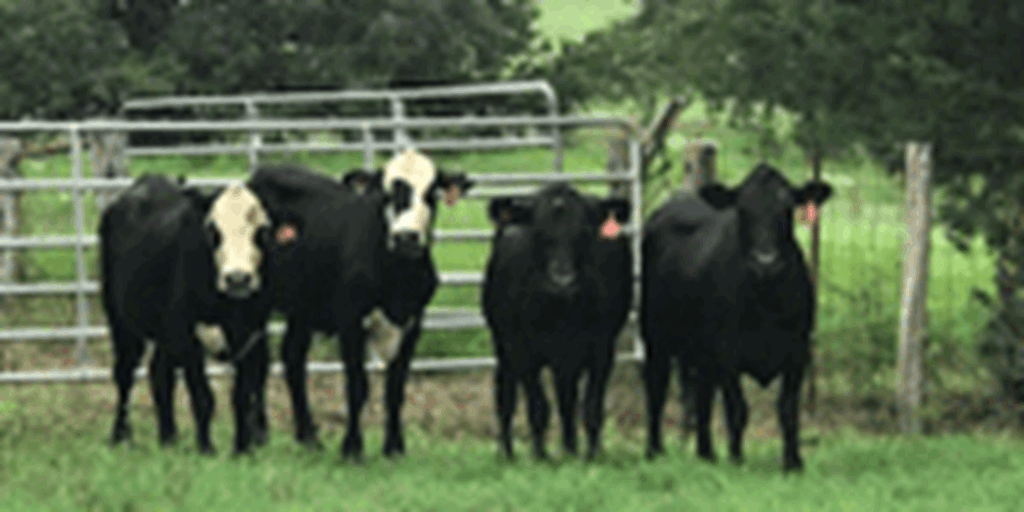 24 And Under Cattle Range