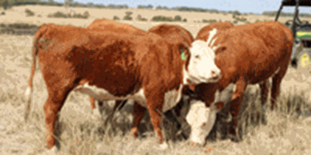 Listings Cattle Range