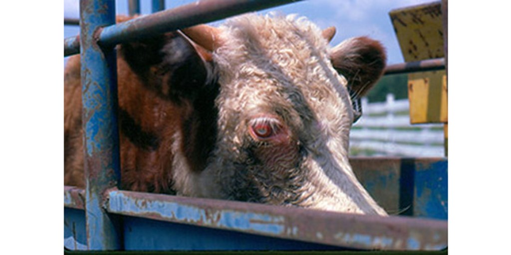 New Interventions For Pinkeye May Be On The Way Cattle Range