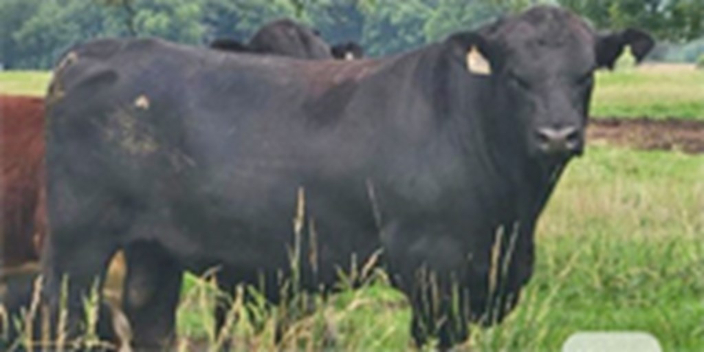 Listings Cattle Range