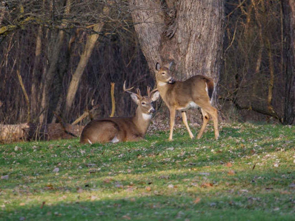 TX Parks & Wildlife Dept. Kills 249 Captive Deer to Control Chronic ...
