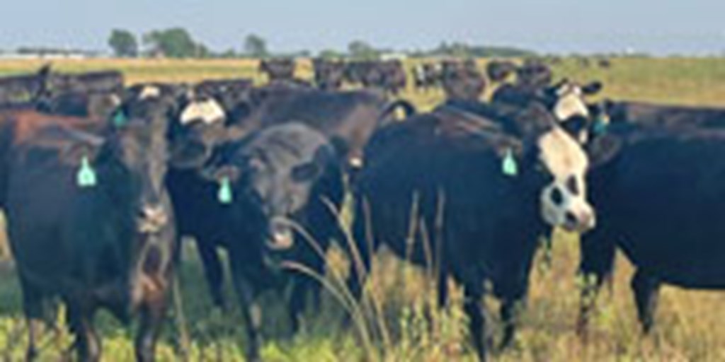 Listings Cattle Range