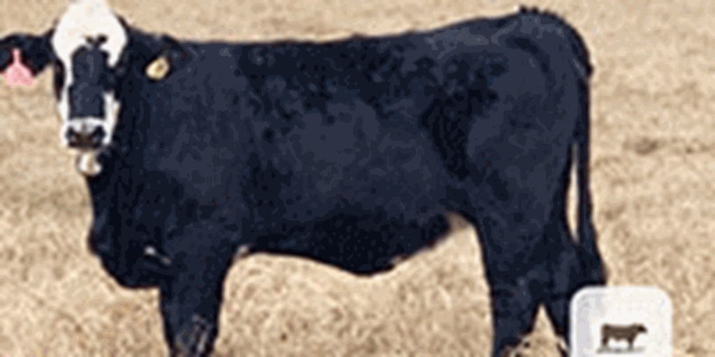 25 And Up Cattle Range
