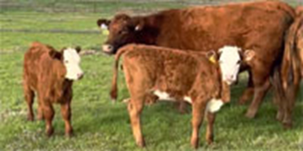 Listings Cattle Range