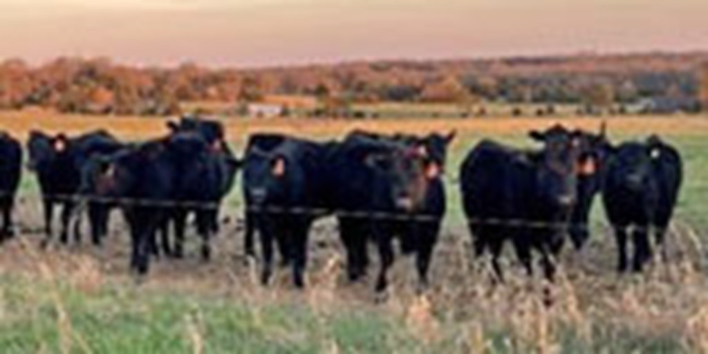 Listings Cattle Range