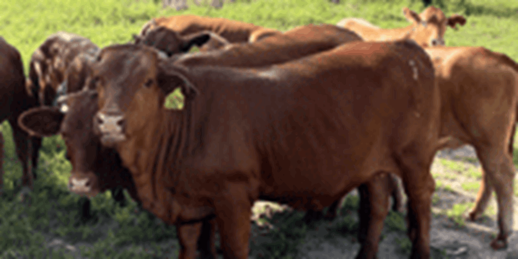 Beefmaster Calves