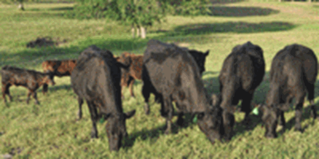 Listings Cattle Range