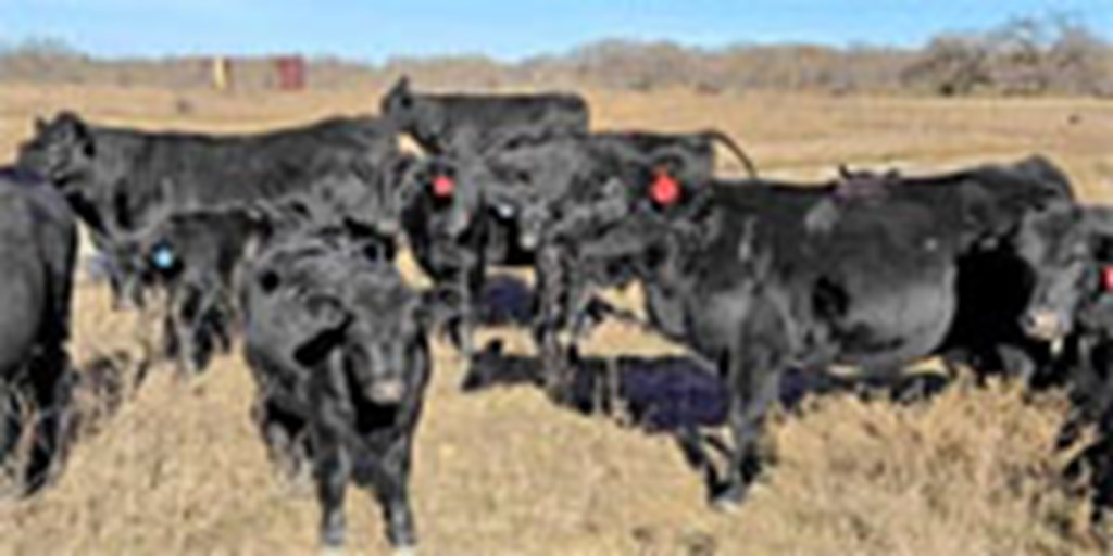 24 And Under Cattle Range