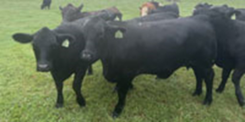 Listings Cattle Range