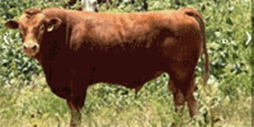 24 And Under Cattle Range