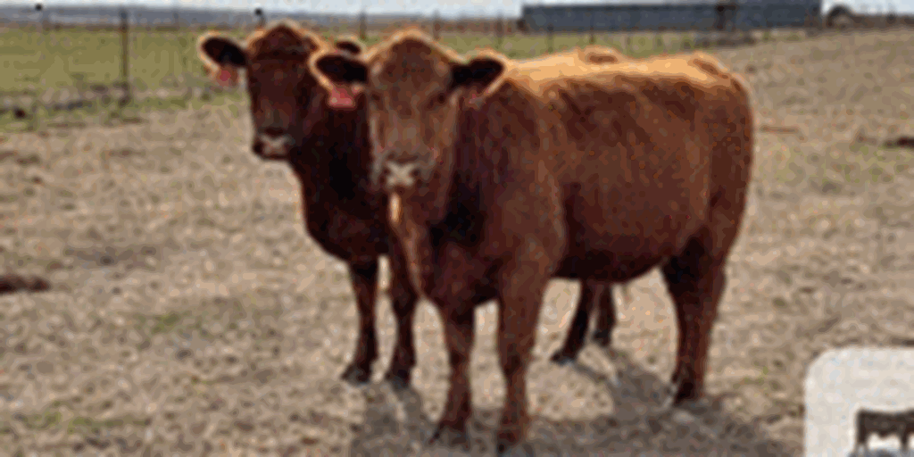 Listings Cattle Range
