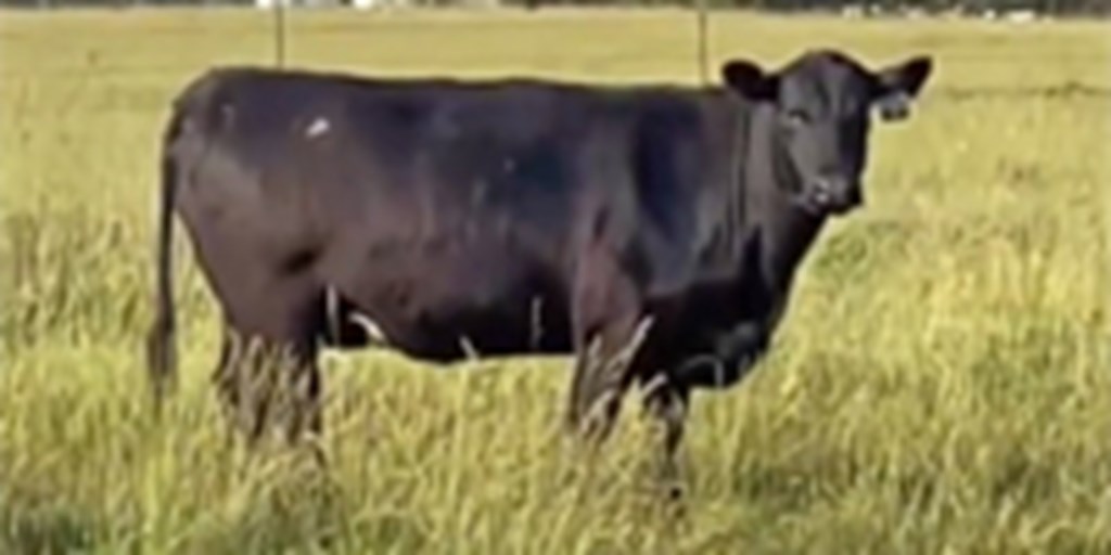 Listings Cattle Range