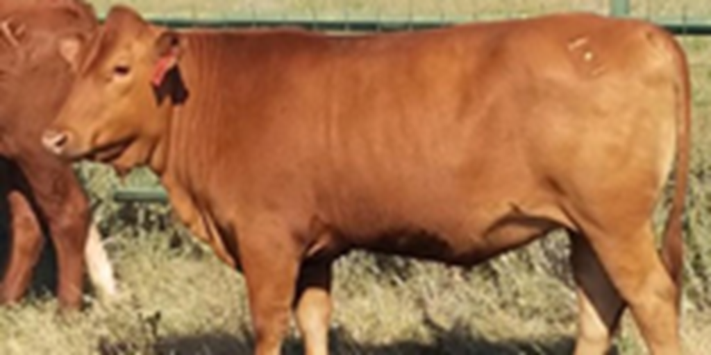 Listings Cattle Range