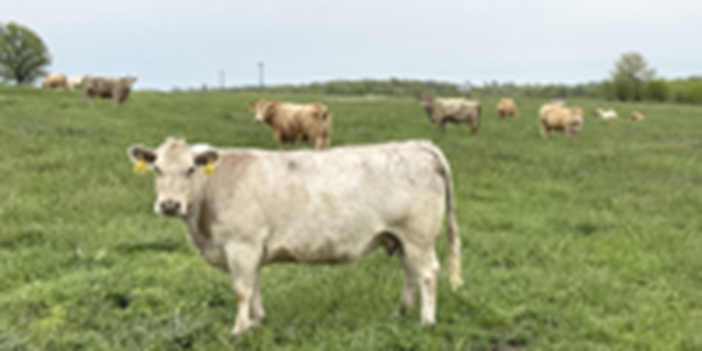 Listings Cattle Range