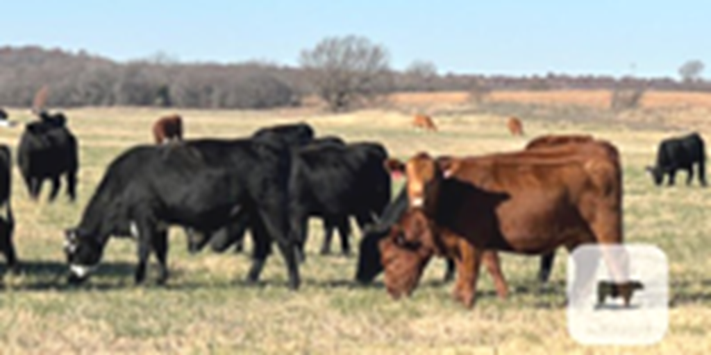 Listings Cattle Range