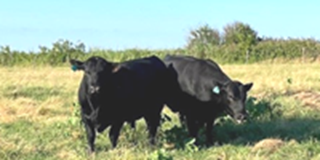 Listings Cattle Range