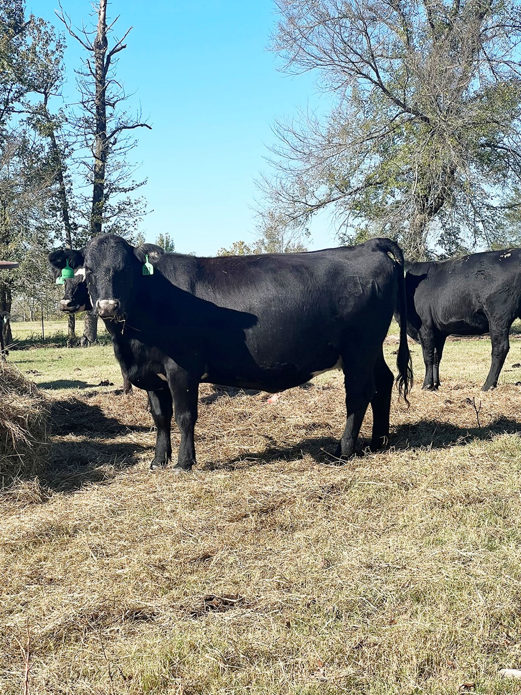 45 Angus & Angus Cross Cows... Northeast TX Cattle Range