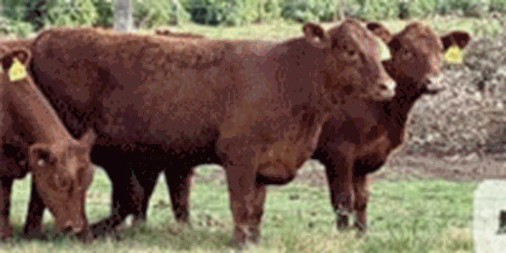 Listings Cattle Range