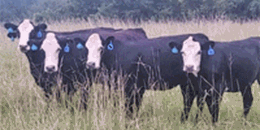 Listings Cattle Range