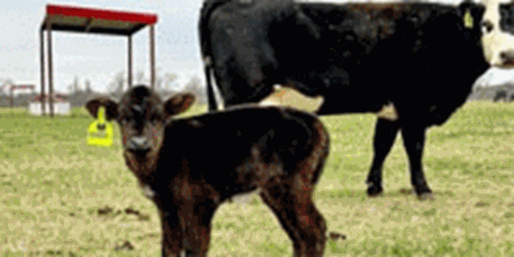 Listings Cattle Range