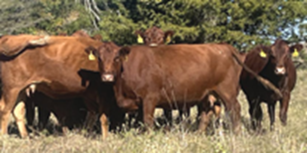 Listings Cattle Range