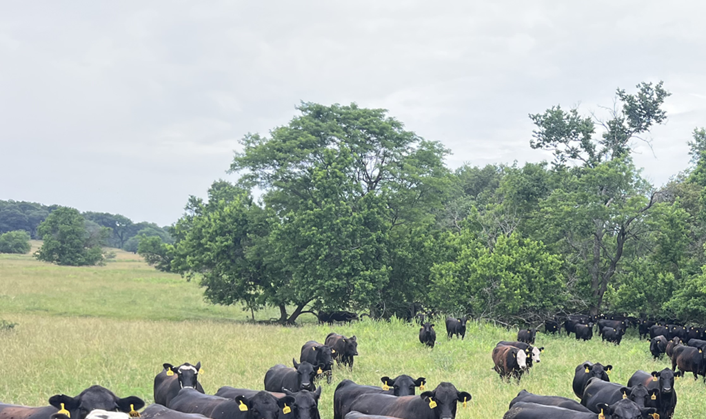 Pasture & Range Conditions as of 6/18/23 Cattle Range